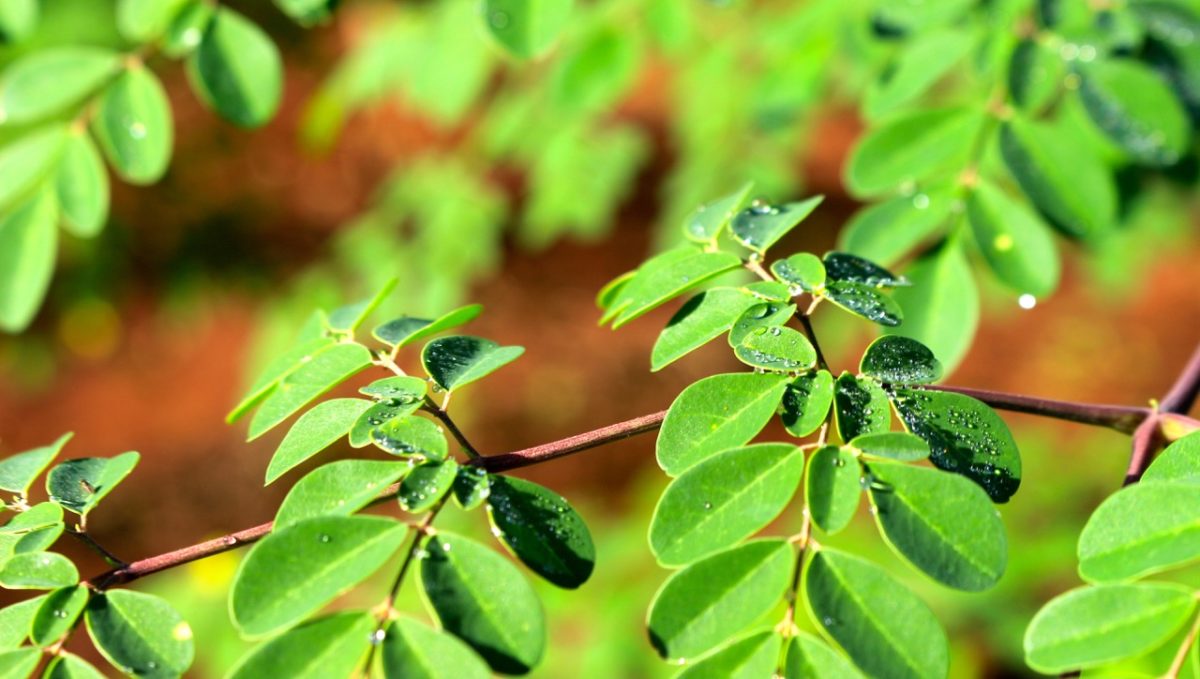 Moringa, fuente de proteína completa de alta calidad - Ygua Moringa ...